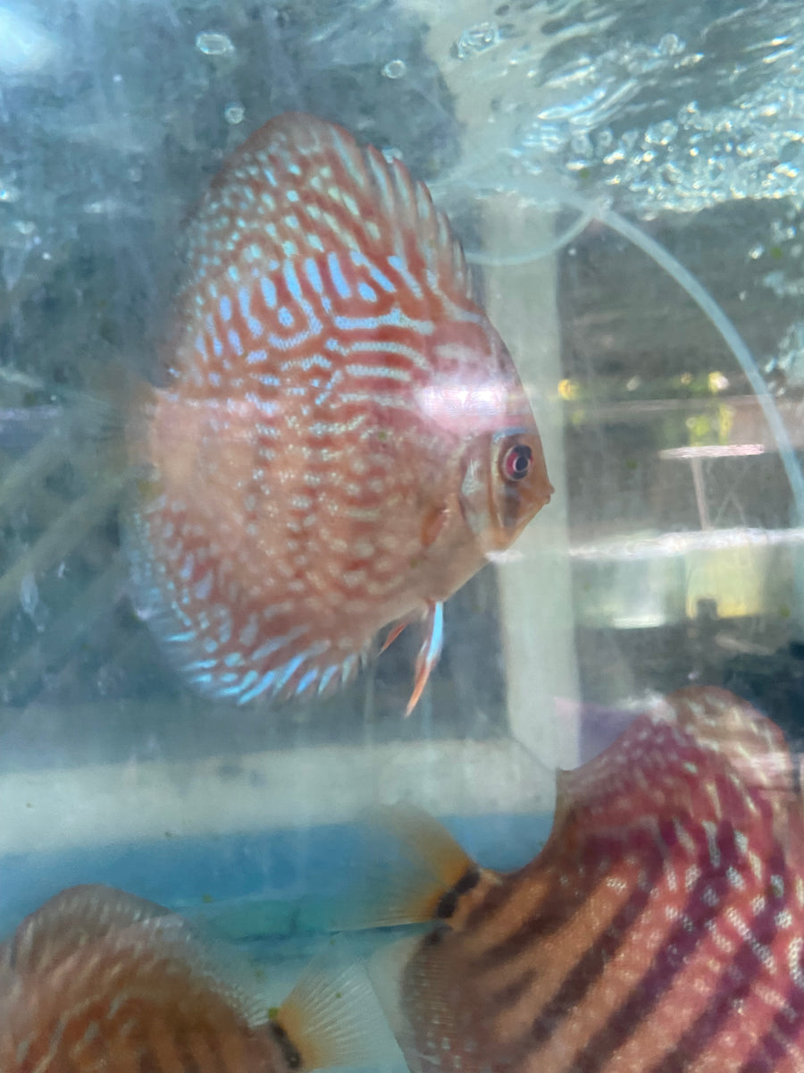 Discus 4-4.5in - Own breed – Lopez Ornamental Fish