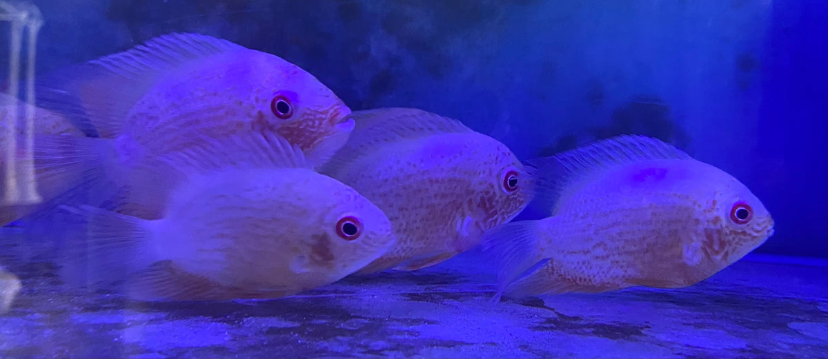 Red spotted gold-severum – Lopez Ornamental Fish