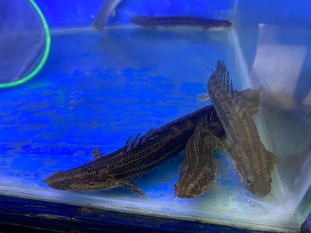 Lapradei bichir(Polypterus lapradei) 5-6in. – Lopez Ornamental Fish