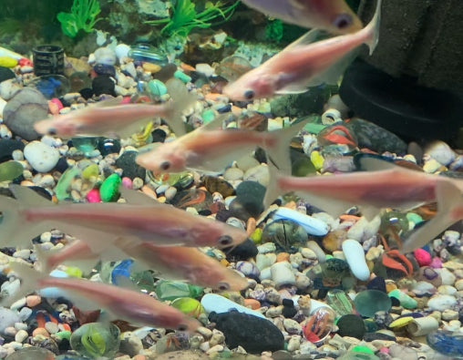 Albino Iridescent Shark – Lopez Ornamental Fish