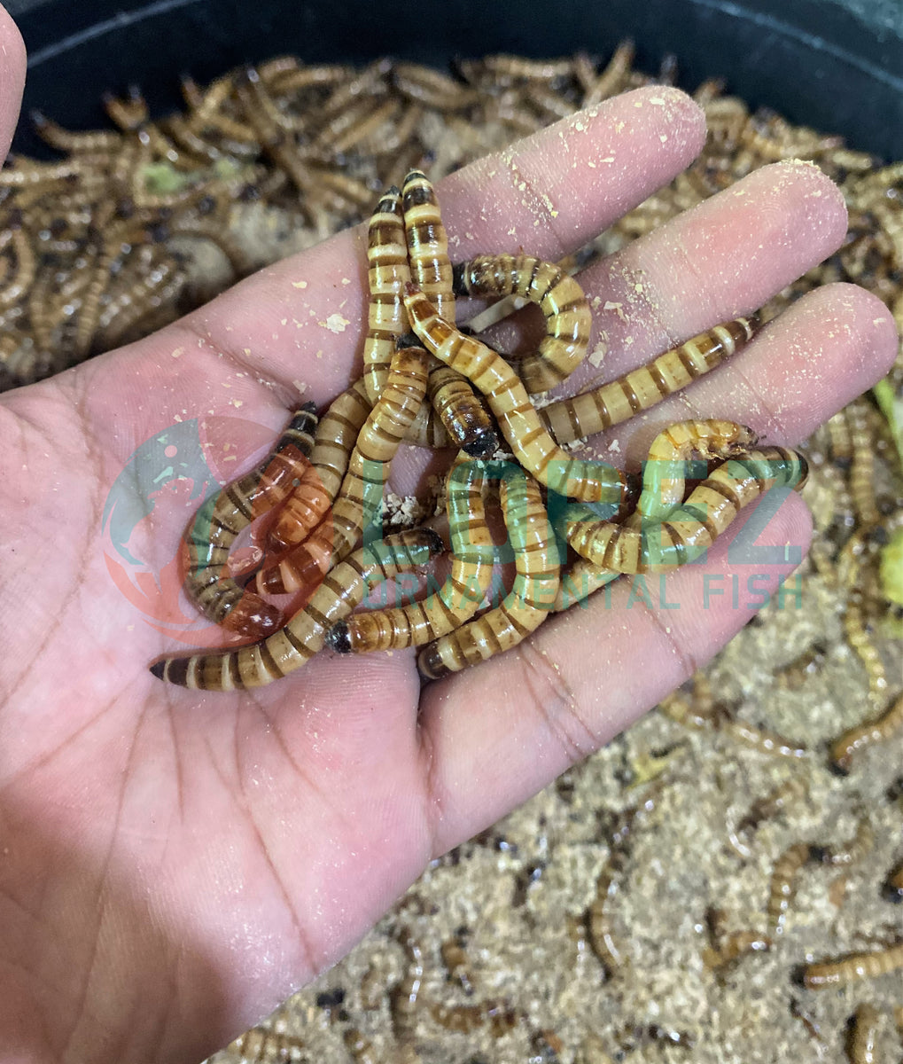 Super Worm – Lopez Ornamental Fish